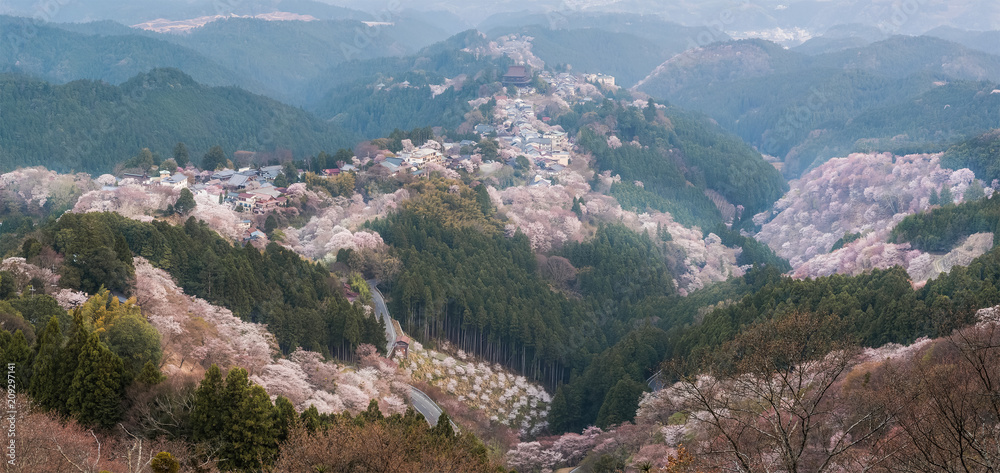 Yoshinoyama sakura cherry blossom . Mount Yoshino in Nara Prefecture ...