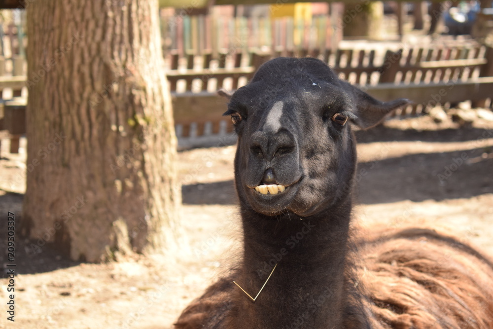 Llama Smile Teeth