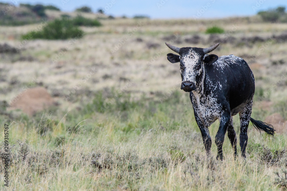 Nguni cattle Stock Photo | Adobe Stock