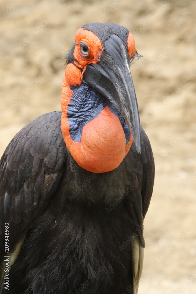 Grand calao terrestre Stock Photo | Adobe Stock