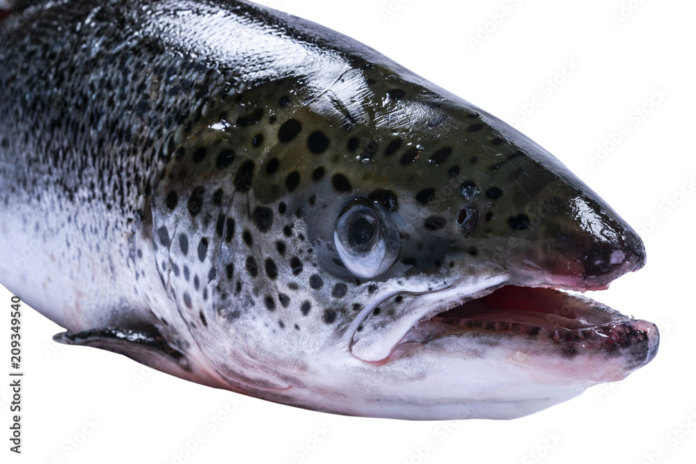 Salmon fish isolated on white background. Fresh wild salmon isolated on ...