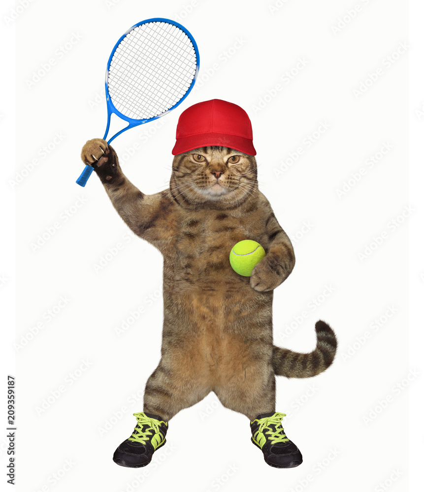 The cat in a red cap and sneakers is holding a tennis racket and a ball ...