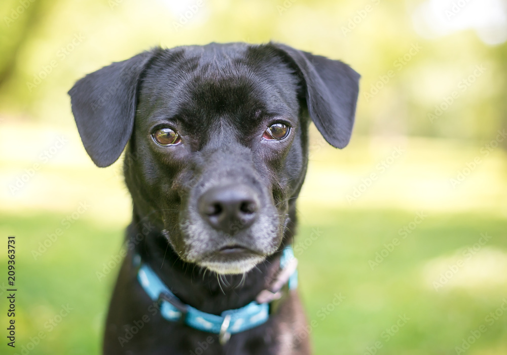 Terrier Black Lab Mix Puppies