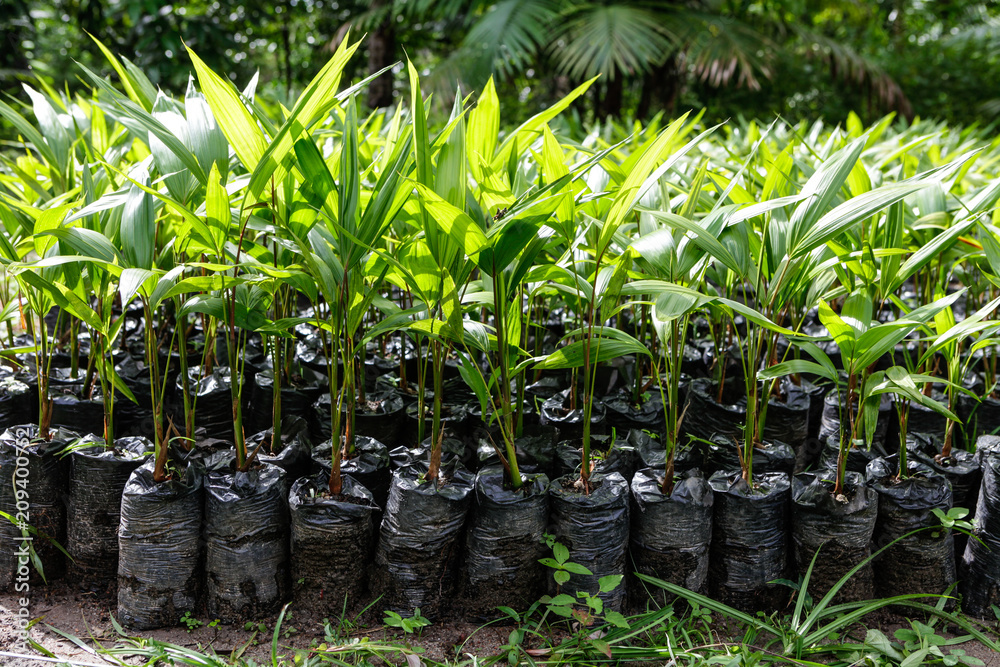 Small Amazonian palm trees growing at a plant nursery in the Amazon ...
