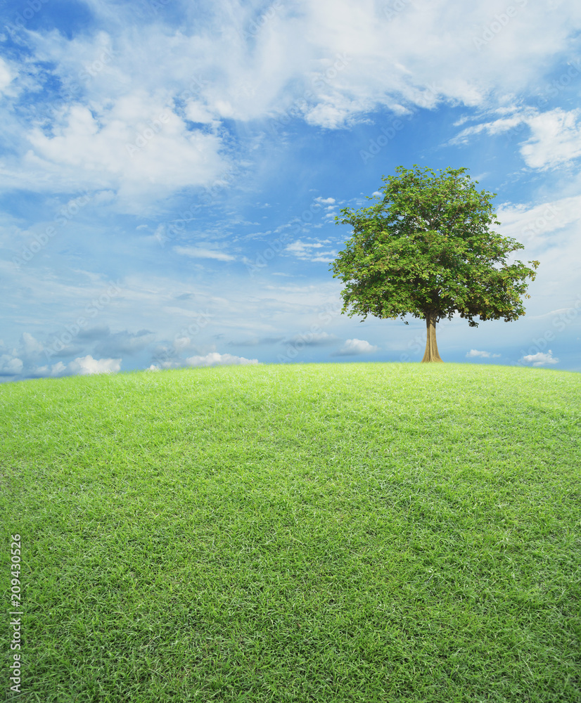 Big tree with green grass field over blue sky, nature background Stock ...