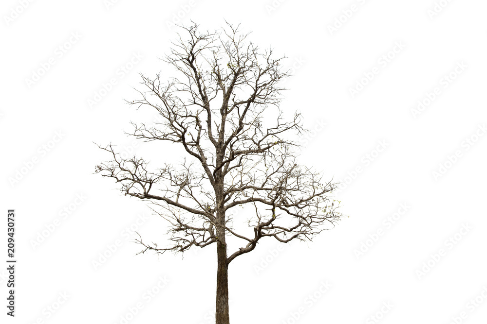 Deciduous tree isolated on white background. Stock Photo | Adobe Stock