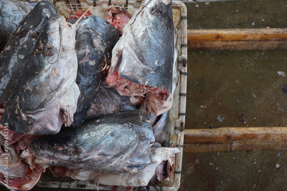 The sea catfish is a species of sea catfish known as manyung in ...