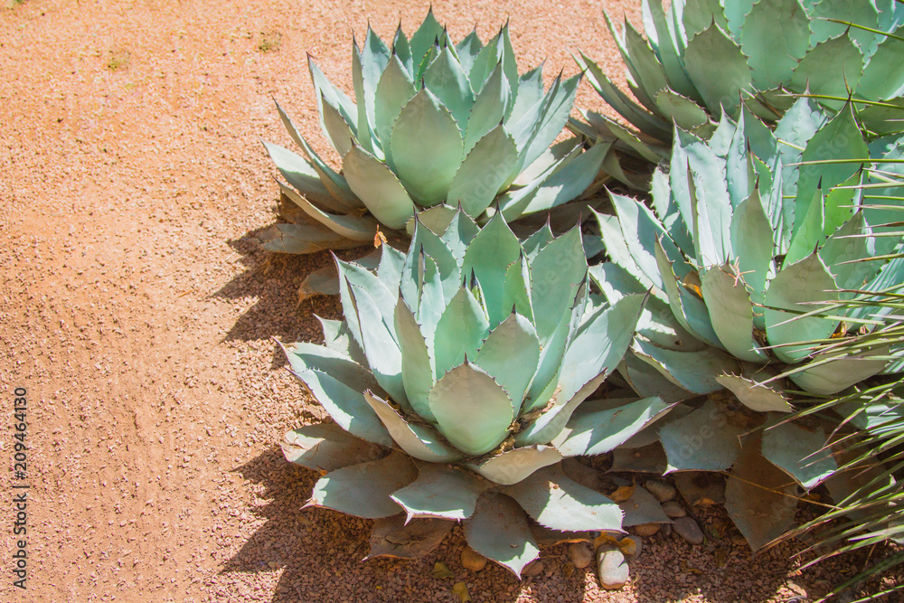 Agave plants in the open-air banana garden. Marrakech, Morocco, Africa ...
