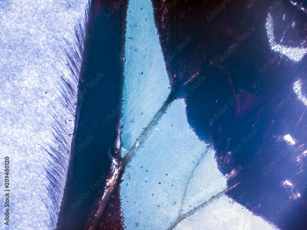 butterfly wings under the microscope Stock Photo | Adobe Stock