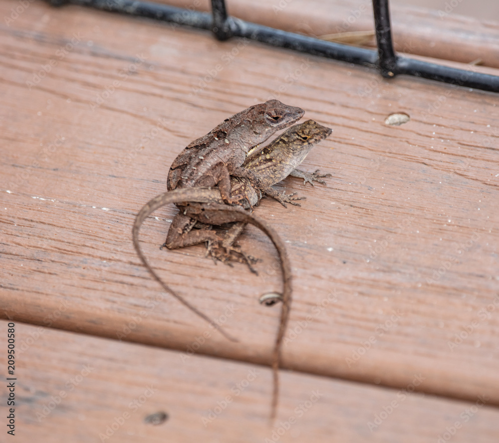 Poster lizards are mating on your deck – Muurposter | Europosters