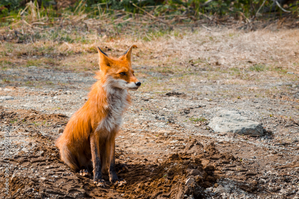 Red Fox Fennec Fox Stock Photo | Adobe Stock