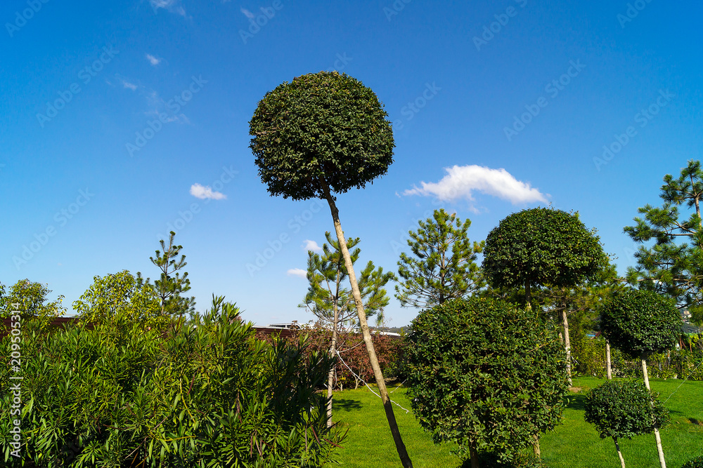 Trees with a clipped ball-shaped crown made of green leaves against the ...