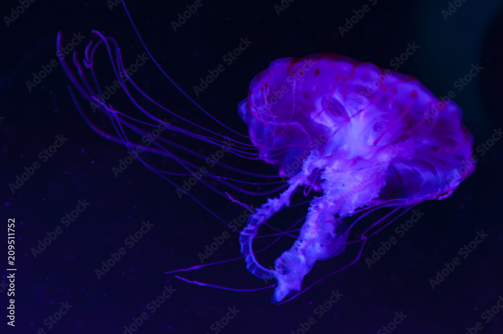 The purple-striped jellyfish (Chrysaora colorata) a species of ...