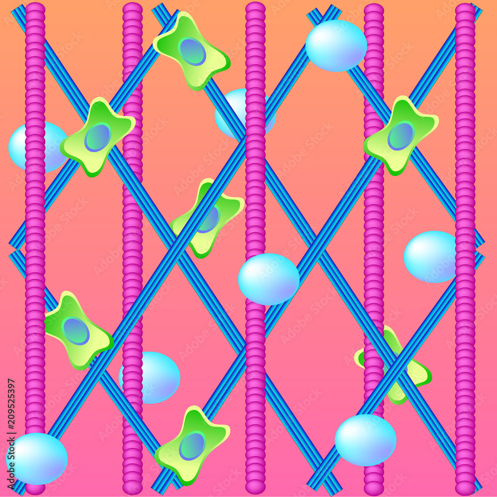 Vector illustration of structure cells with collagen, elastin and ...