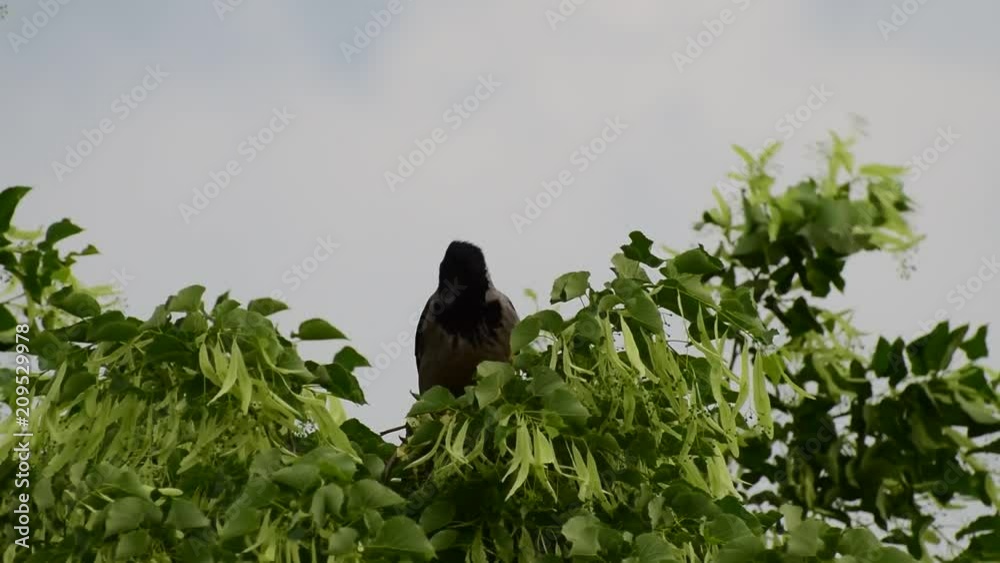 Vidéo Stock Gray crow Corvus cornix sits and swings on the upper branch ...