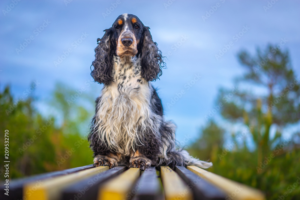Spaniel on the bench. Dog breed English spaniel. The dog looks into the ...