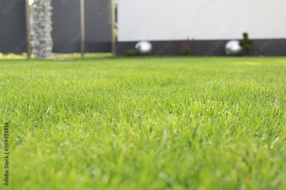 Rassen im Garten, Wiese, moderner Garten Stock Photo | Adobe Stock