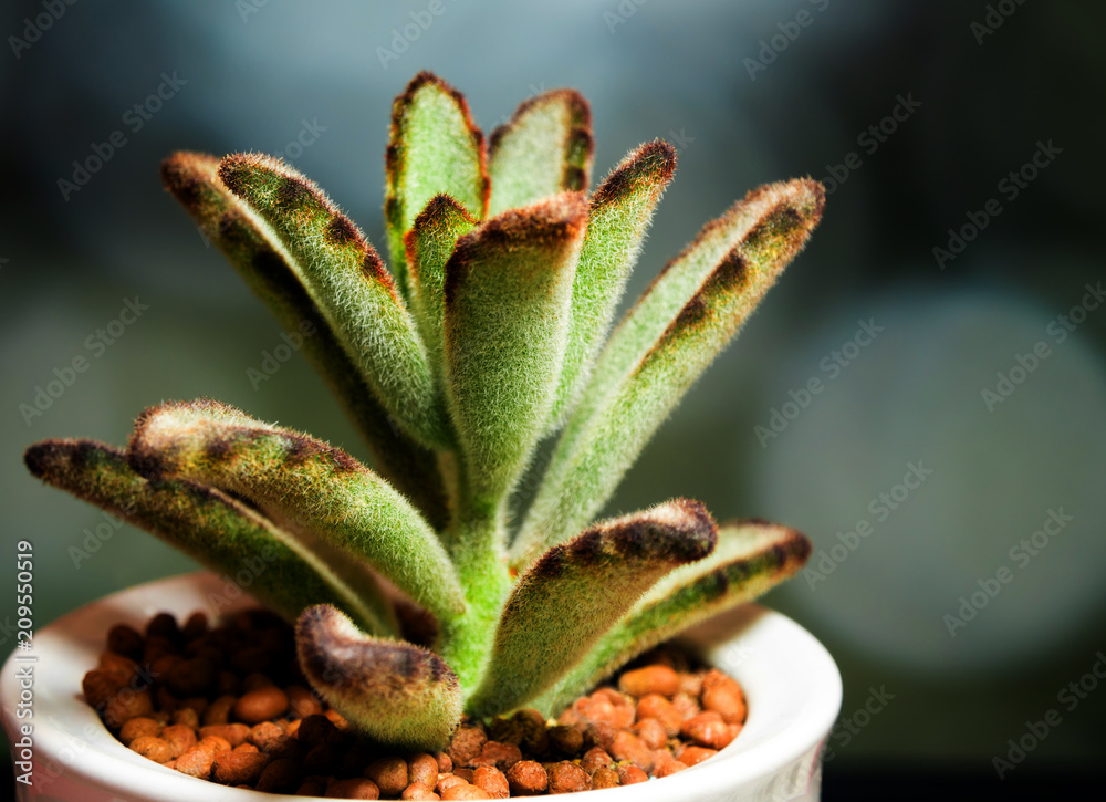 Succulent plant close-up, fresh leaves detail of Kalanchoe tomentosa ...