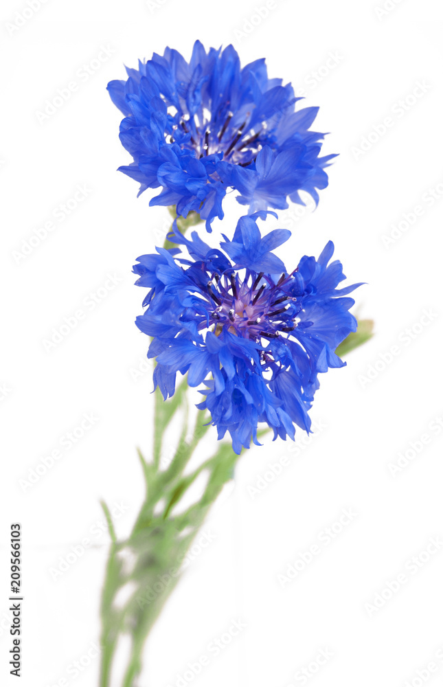 Blue Carnation Flowers Wallpaper