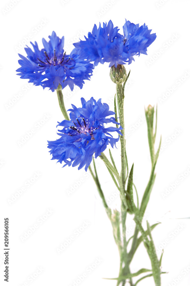 Blue Carnation Flowers