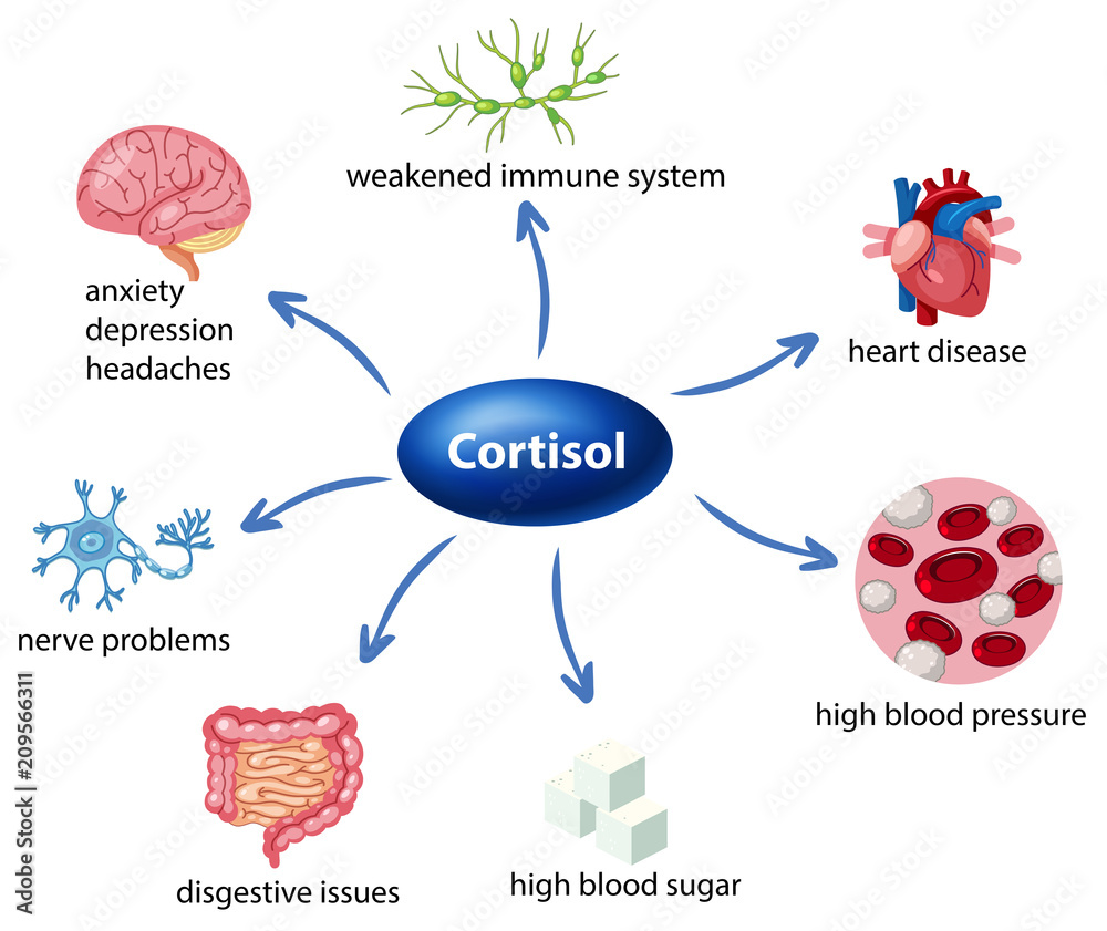 The role of cortisol in the body diagram Stock Vector | Adobe Stock