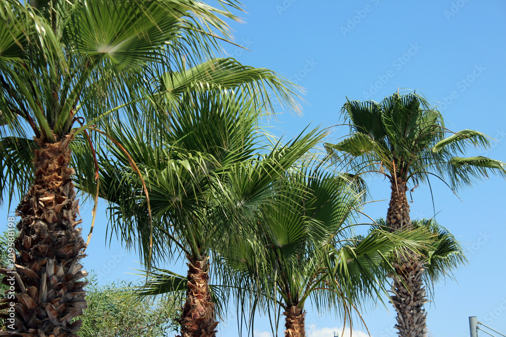 Palmen 1 Stock Photo | Adobe Stock