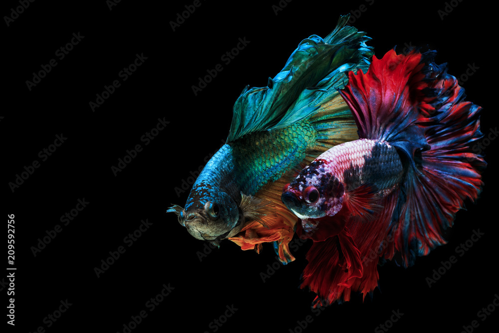 Siamese fighting fish Stock Photo | Adobe Stock