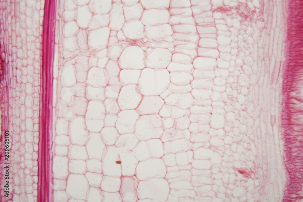 Stem with sieve cells under the microscope Stock Photo | Adobe Stock