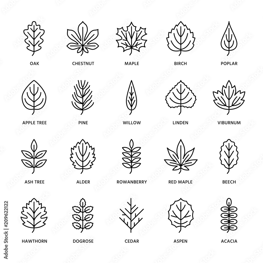 Chestnut Tree Tattoo