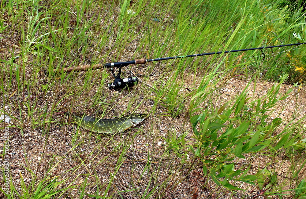 Pike, medium sized, caught on a pond, with the help of spinning and ...