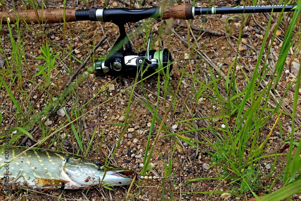 Pike, medium sized, caught on a pond, with the help of spinning and ...