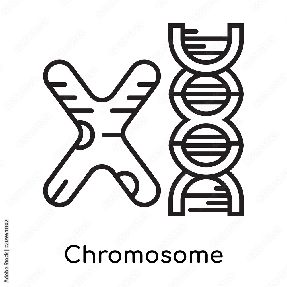 Chromosome icon vector sign and symbol isolated on white background ...