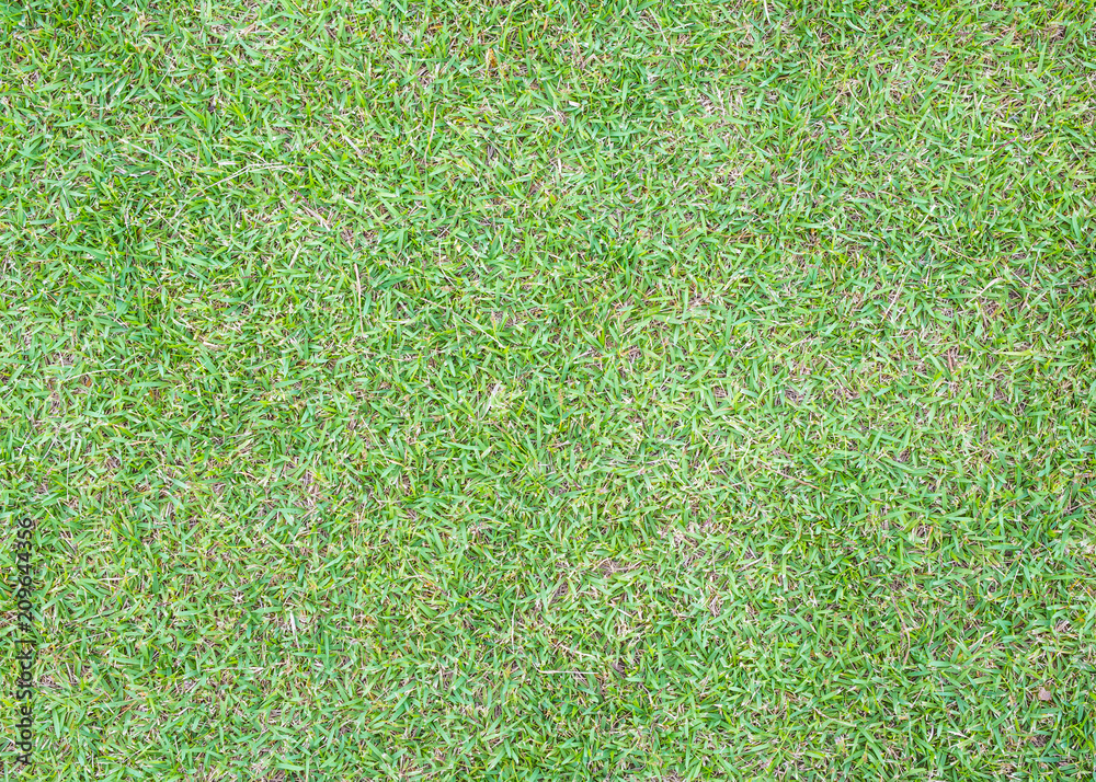 Green grass texture background Stock Photo | Adobe Stock