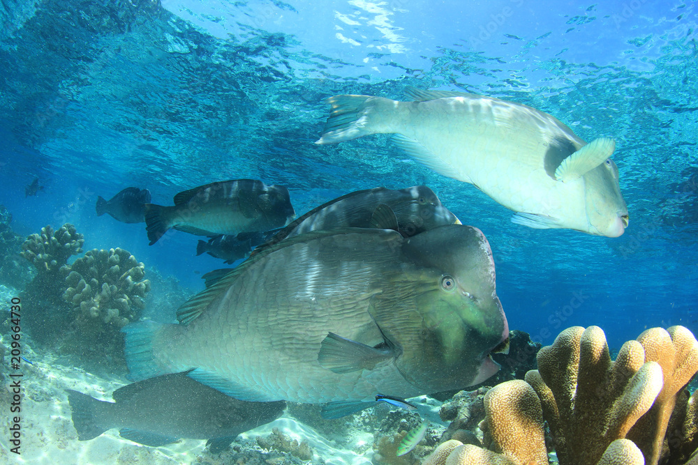 Bumphead Parrotfish fish on coral reef Stock Photo | Adobe Stock