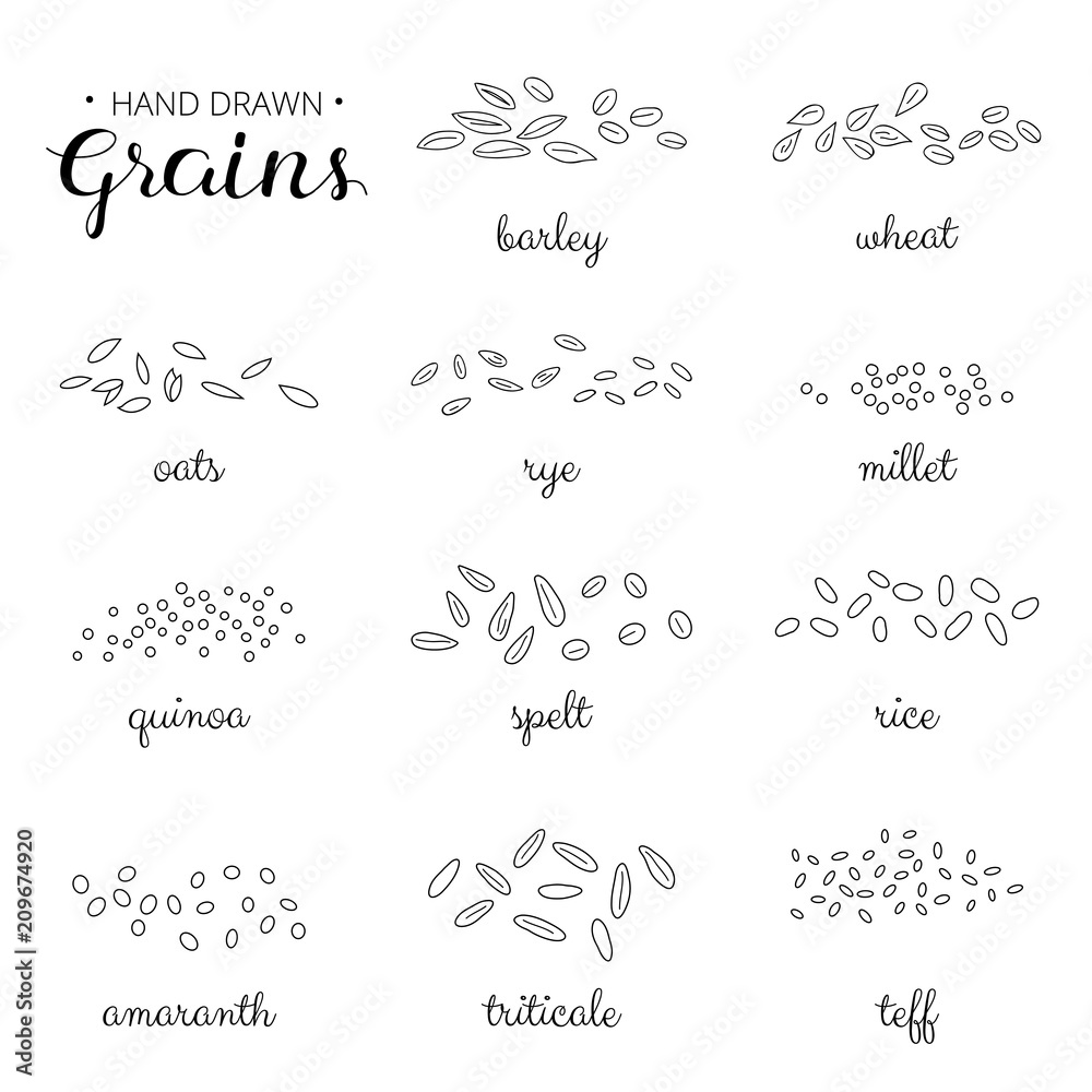 Hand drawn outline cereal grains set. Stock Vector | Adobe Stock
