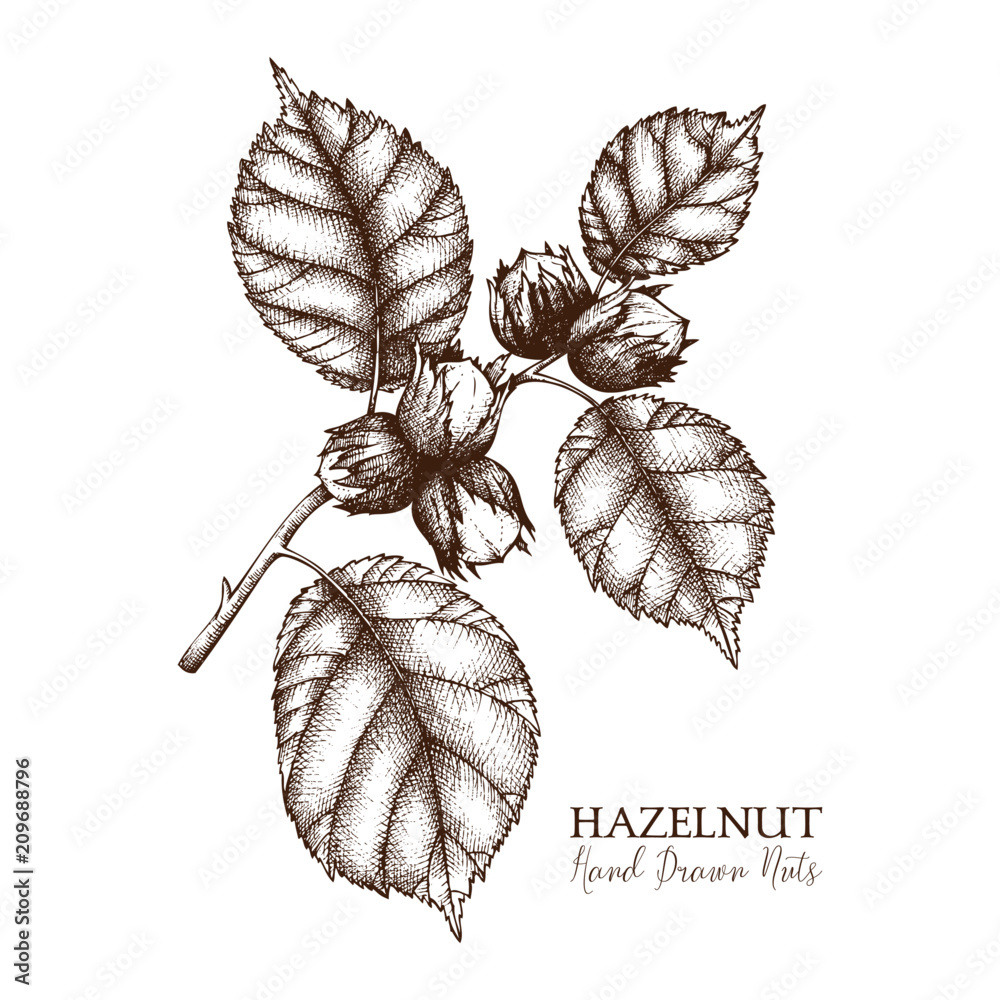 Vector illustration of hand drawn hazelnut. Vintage nut sketch. Organic ...