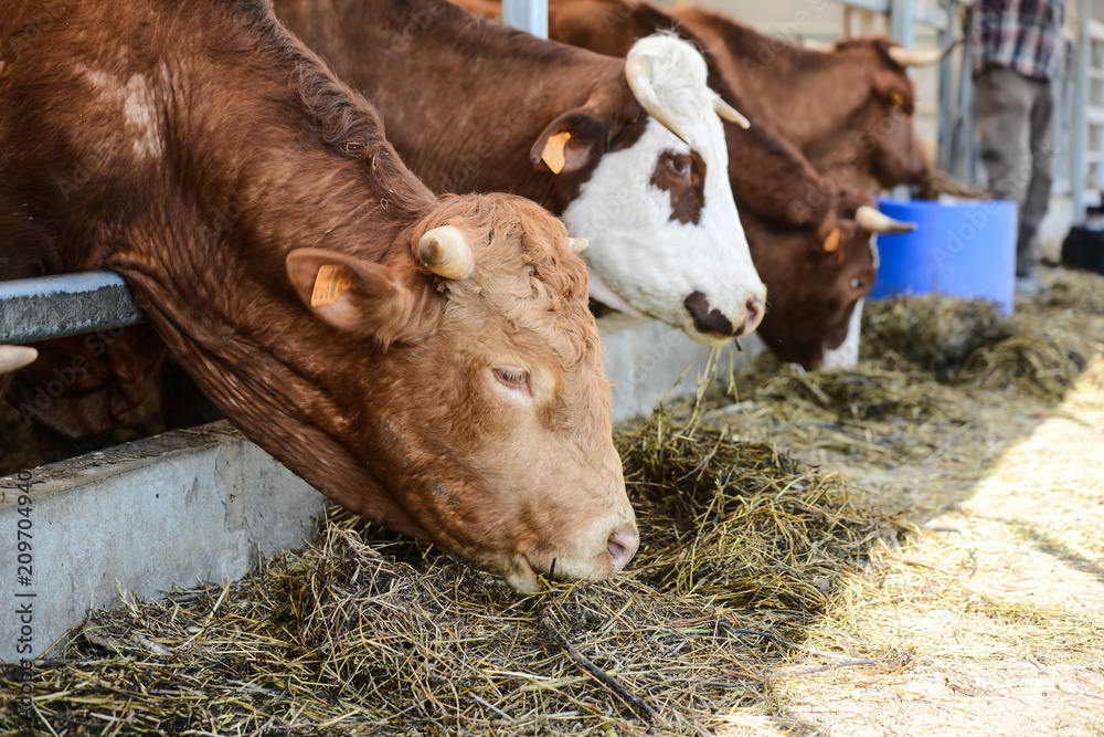 cow and brown cattle herd in small breeding husbandry livestock farming ...