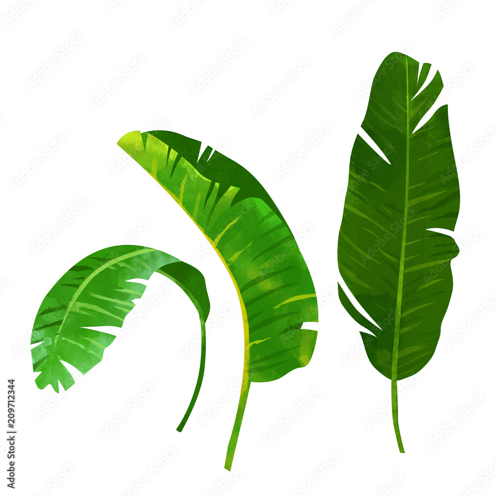 Banana Leaf Illustration