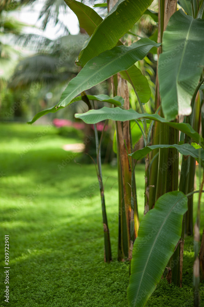 tropical jungle leaves of a banana tree in a greenhouse, can be used as ...