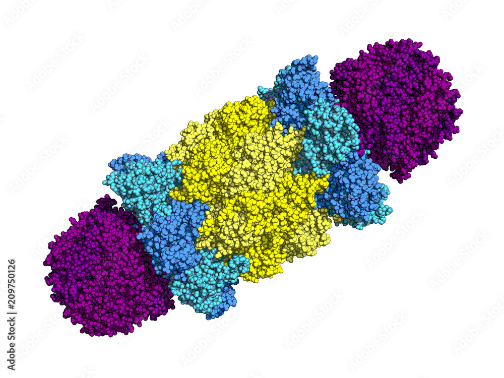 Yeast 20S proteasome particle in complex with the proteasome activator ...