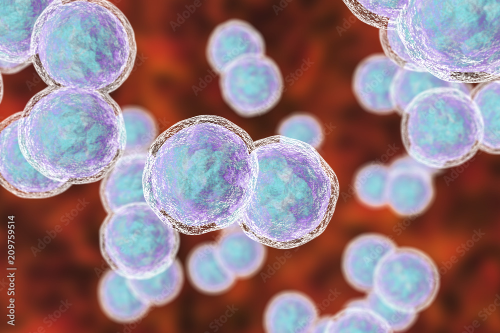 Moraxella catarrhalis bacteria, 3D illustration. Gram-negative aerobic ...