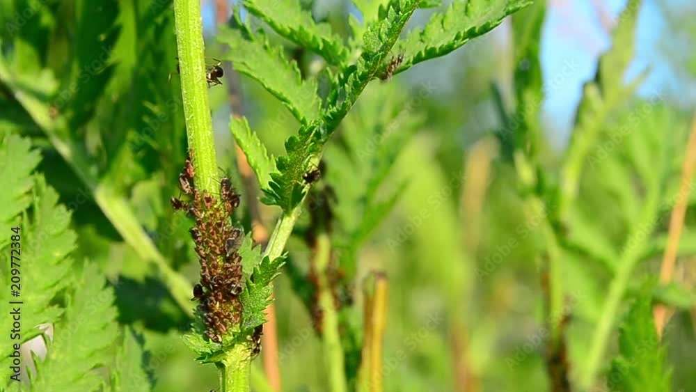 Aphidoidea, Aphid, larvae, Formicidae, ants, symbiosis Stock Video ...