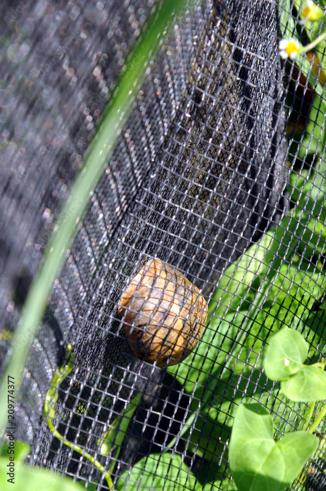 Elicicoltura Helicicultura Schneckenzucht Σαλιγκαροτροφία Heliciculture ...