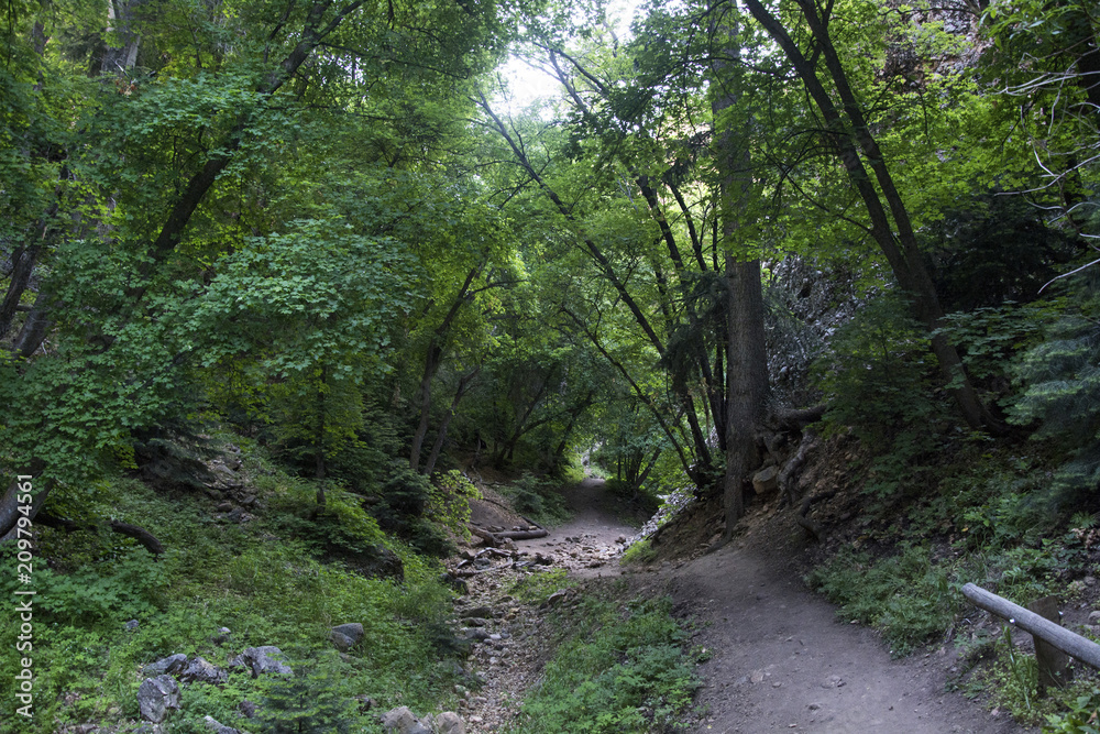Pathway through the forest and trees in the rocky mountain range in ...