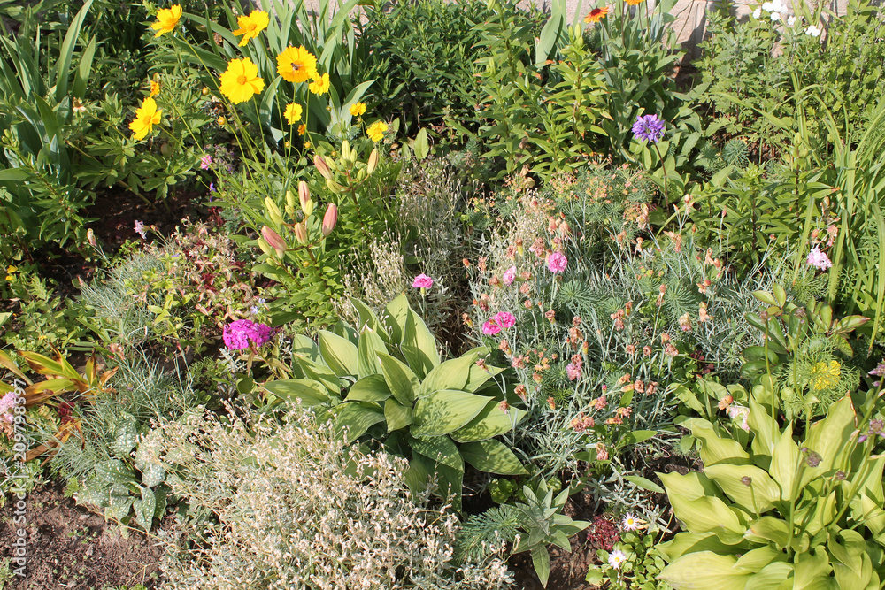 Mixed Border with various of annual and perennial garden plants ...