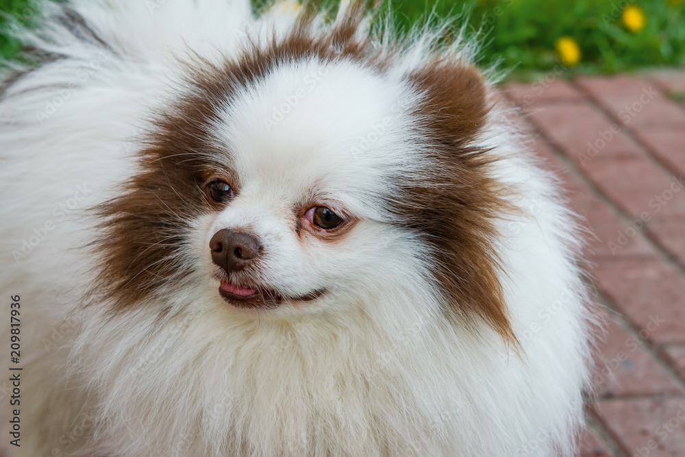 Cute Fluffy Brown Dogs