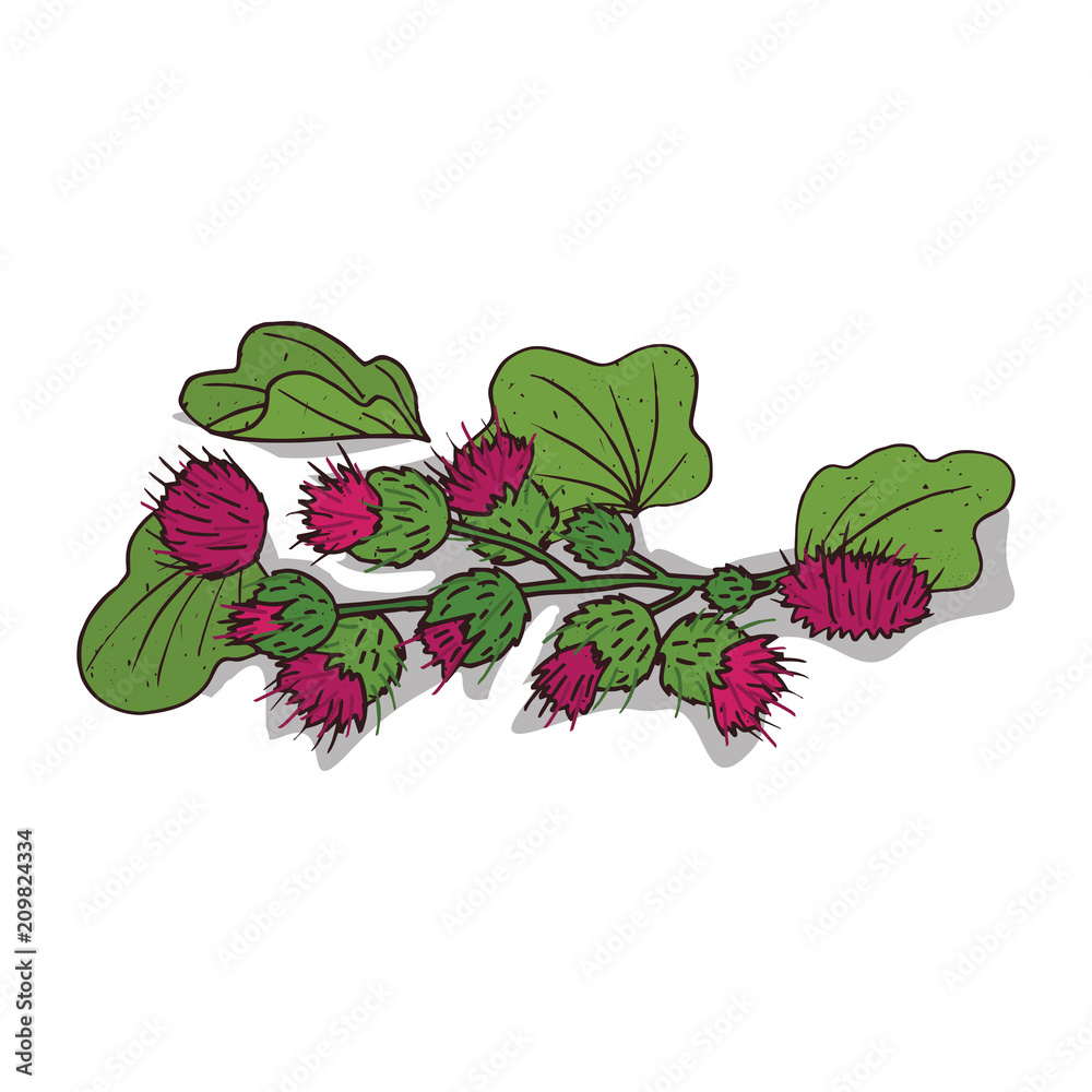 Burdock Plant Drawing
