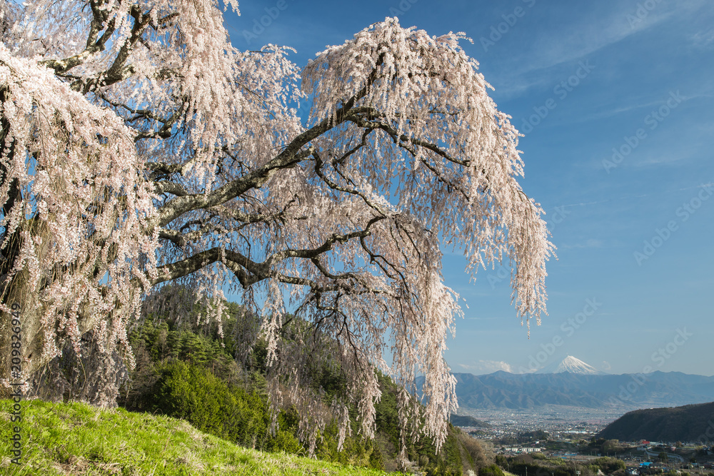 Shidare Sakura and Mountain Fuji at Yamanashi town. Shidara Sakura is ...