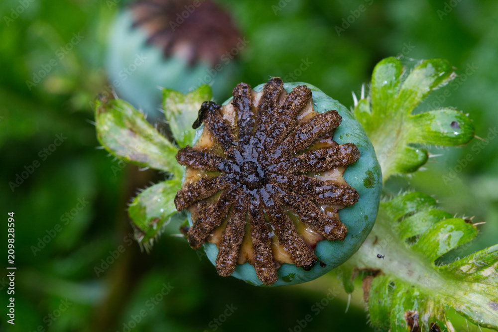 Seed capsule or seed pod of Opium poppy, Papaver somniferum Stock Photo ...