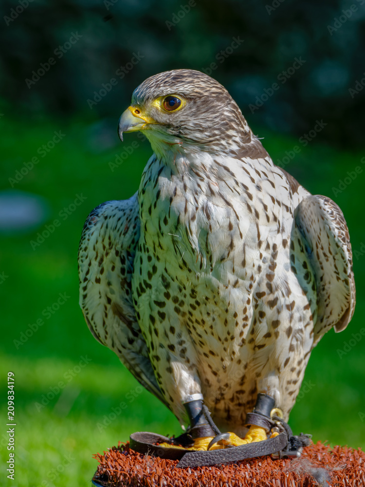 Gyrfalcons (Falco rusticolus) are the largest falcon species. They are ...